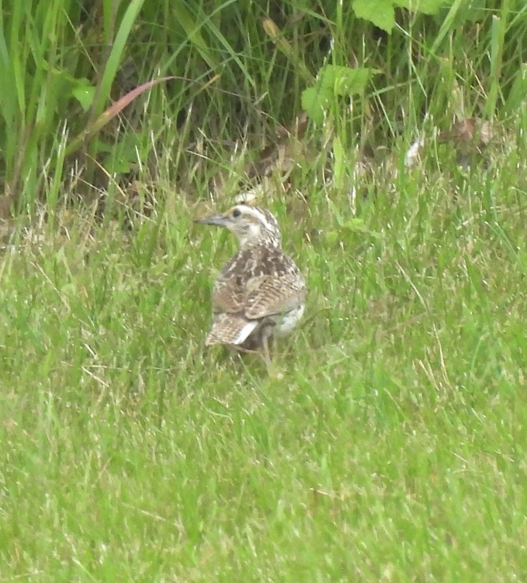 eBird Checklist - 10 Jun 2025 - Kohler-Andrae SP - 6 species