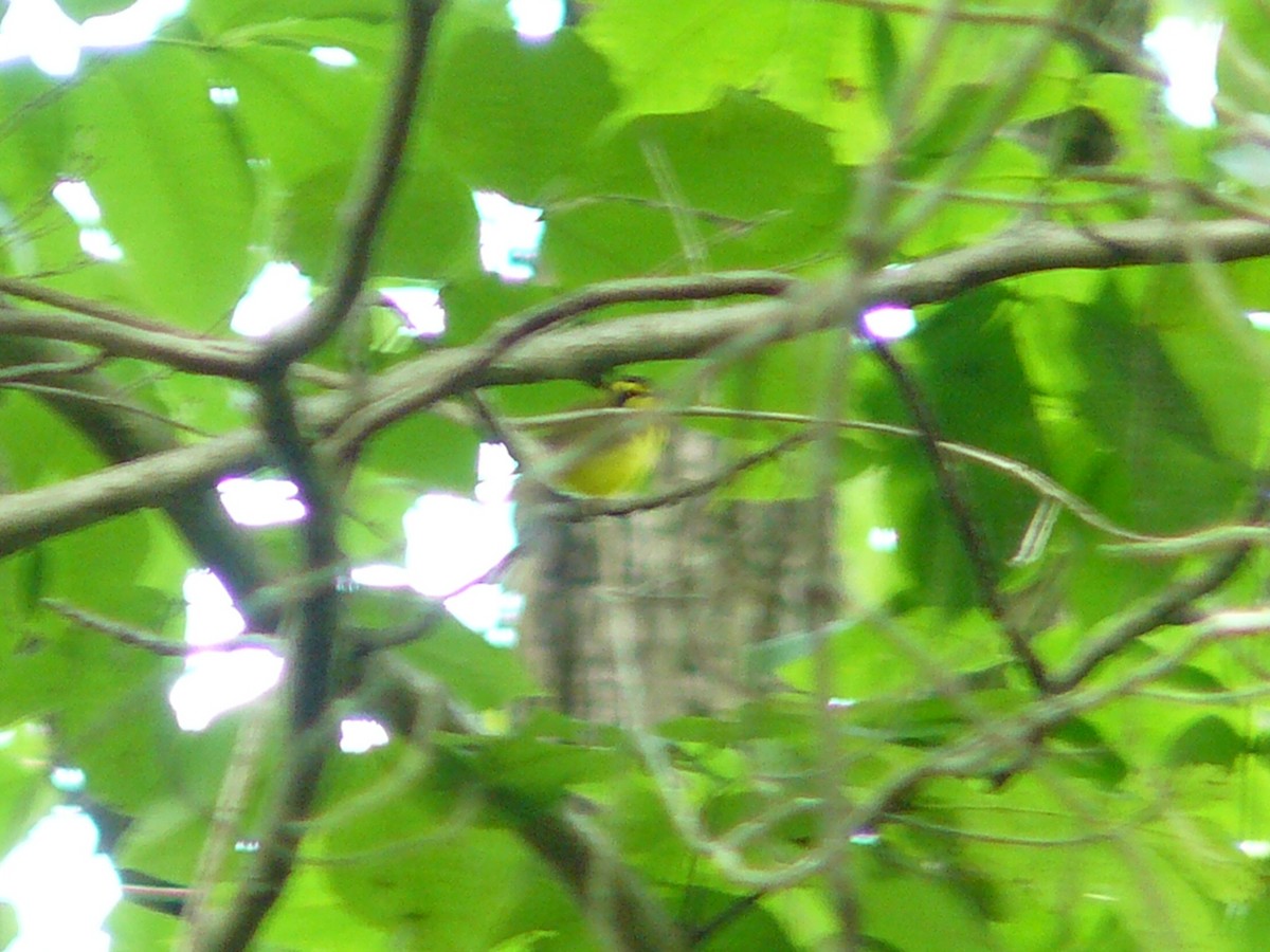 eBird Checklist - 10 Jun 2025 - Prettyboy Reservoir--Gate 4 (CCC Trail ...