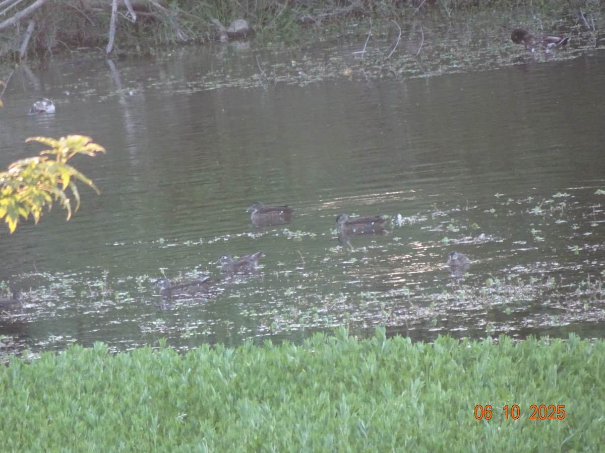 eBird Checklist - 10 Jun 2025 - American River Parkway behind condo ...