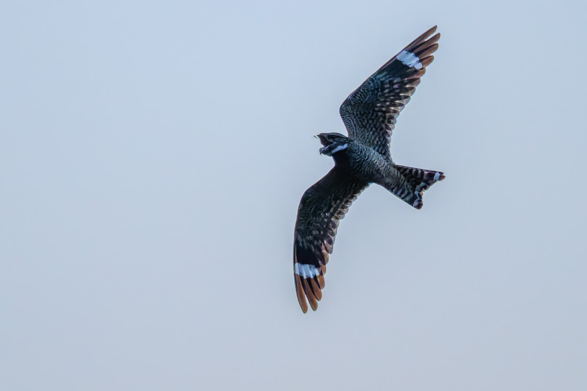 ML637400701 - Lesser Nighthawk - Macaulay Library