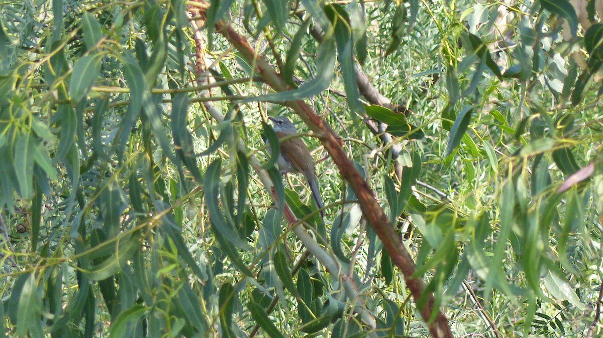 ML637401650 - Brown-backed Solitaire - Macaulay Library