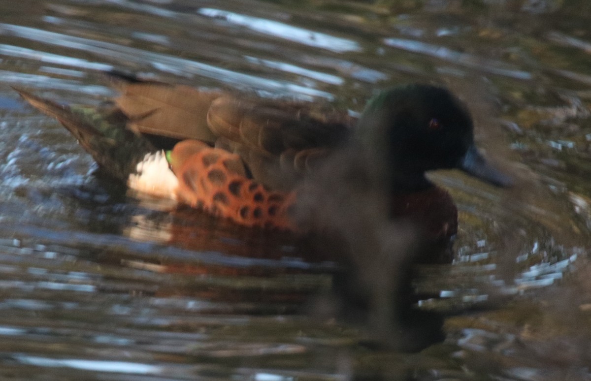 eBird Checklist - 10 Jun 2025 - Northern Memorial Park - 37 species