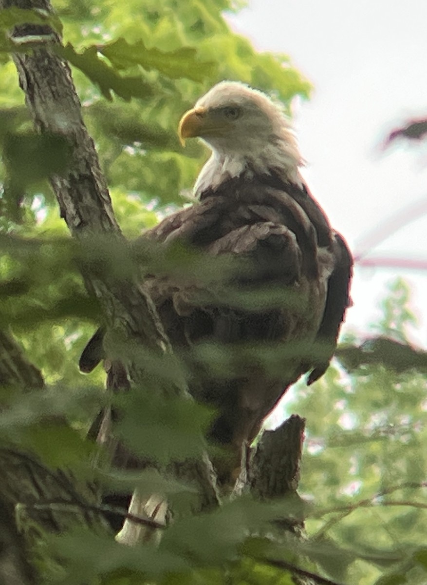 eBird Checklist - 10 Jun 2025 - Chippewa Nature Center - 18 species