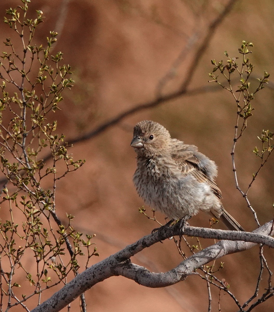 ML637409841 - House Finch - Macaulay Library