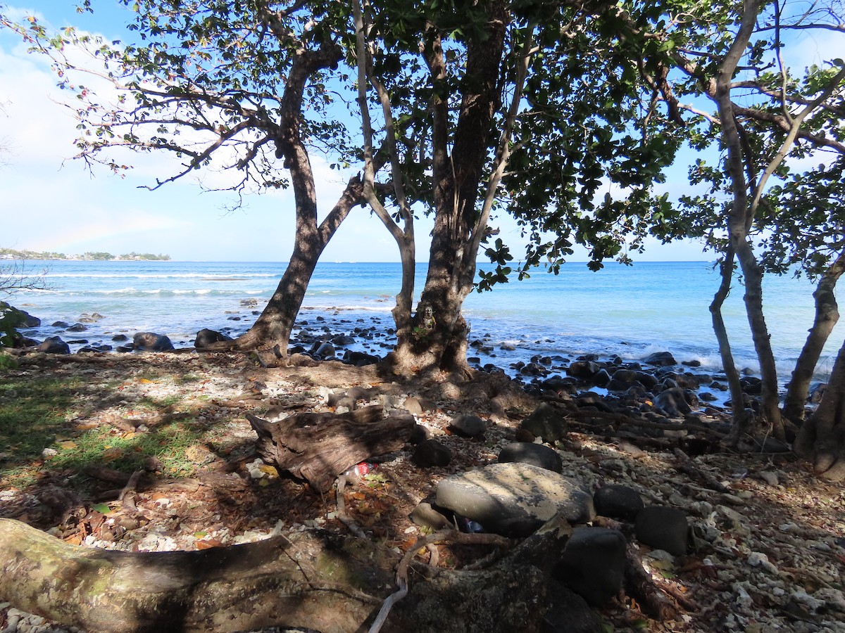 ML637413696 - Habitat - Macaulay Library