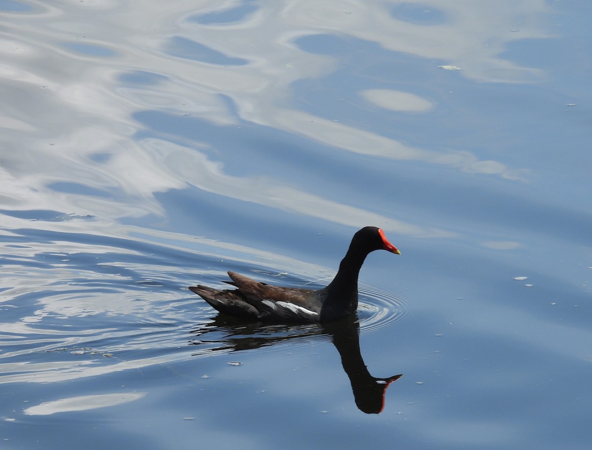 eBird Checklist - 11 Jun 2025 - Bystre Lake - 13 species