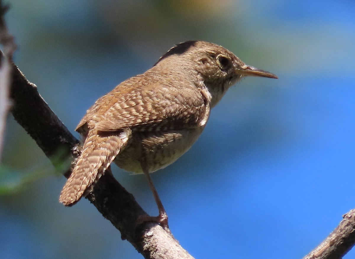 eBird Checklist - 11 Jun 2025 - USFS 37, Jackson Mountain - 32 species