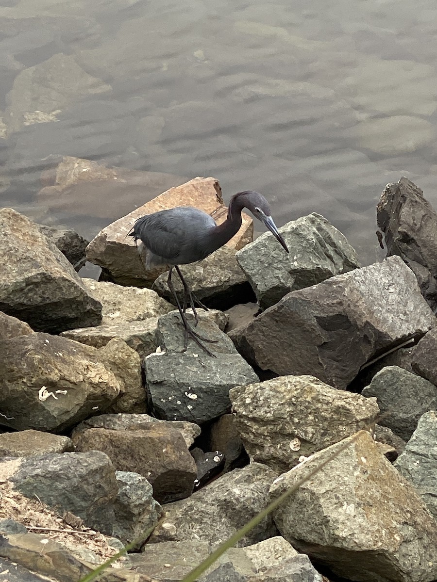 eBird Checklist - 5 Jun 2025 - Quivira Point - 13 species