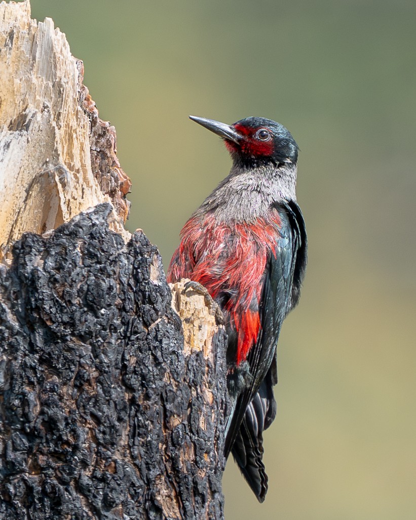 eBird Checklist - 11 Jun 2025 - Overland Loop Trail - 25 species (+1 other taxa)