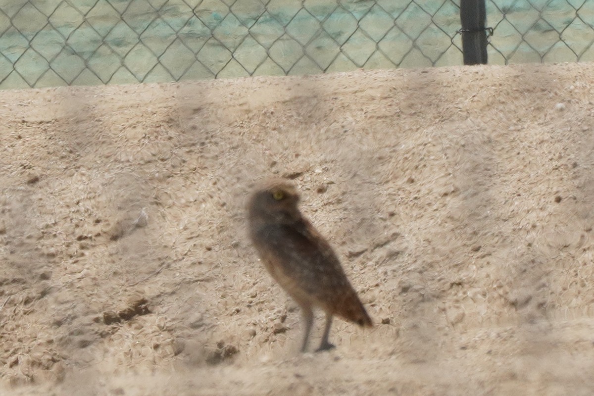 eBird Checklist - 10 Jun 2025 - EMWD, Ellis Ave., Perris, CA - 1 species