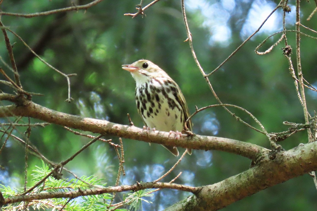 Pennsylvania Bird Atlas Checklist - 4 Jun 2025 - Angora Fruit Farm - 28 ...