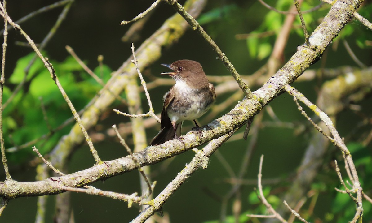 Pennsylvania Bird Atlas Checklist - 6 Jun 2025 - Union Canal Trail ...