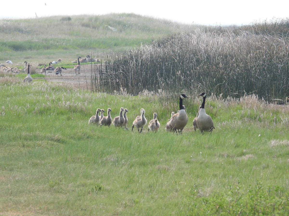 eBird Checklist - 11 Jun 2025 - Frank lake Northwest Blind/lookout - 37 ...