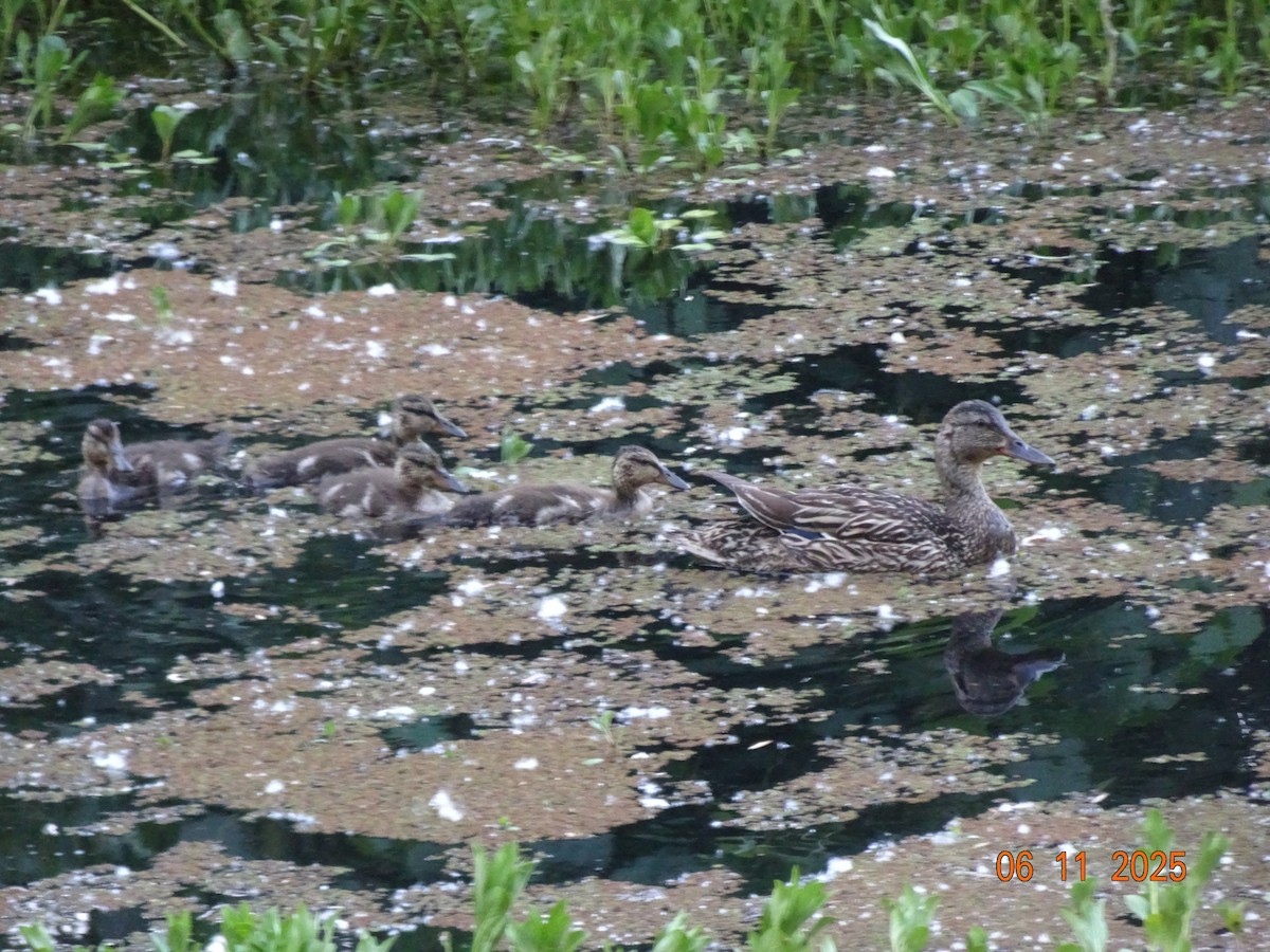 eBird Checklist - 11 Jun 2025 - American River Parkway behind condo ...