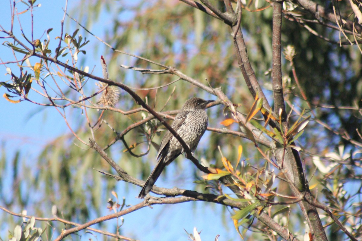 eBird Checklist - 12 Jun 2025 - Australian National Botanic Gardens ...