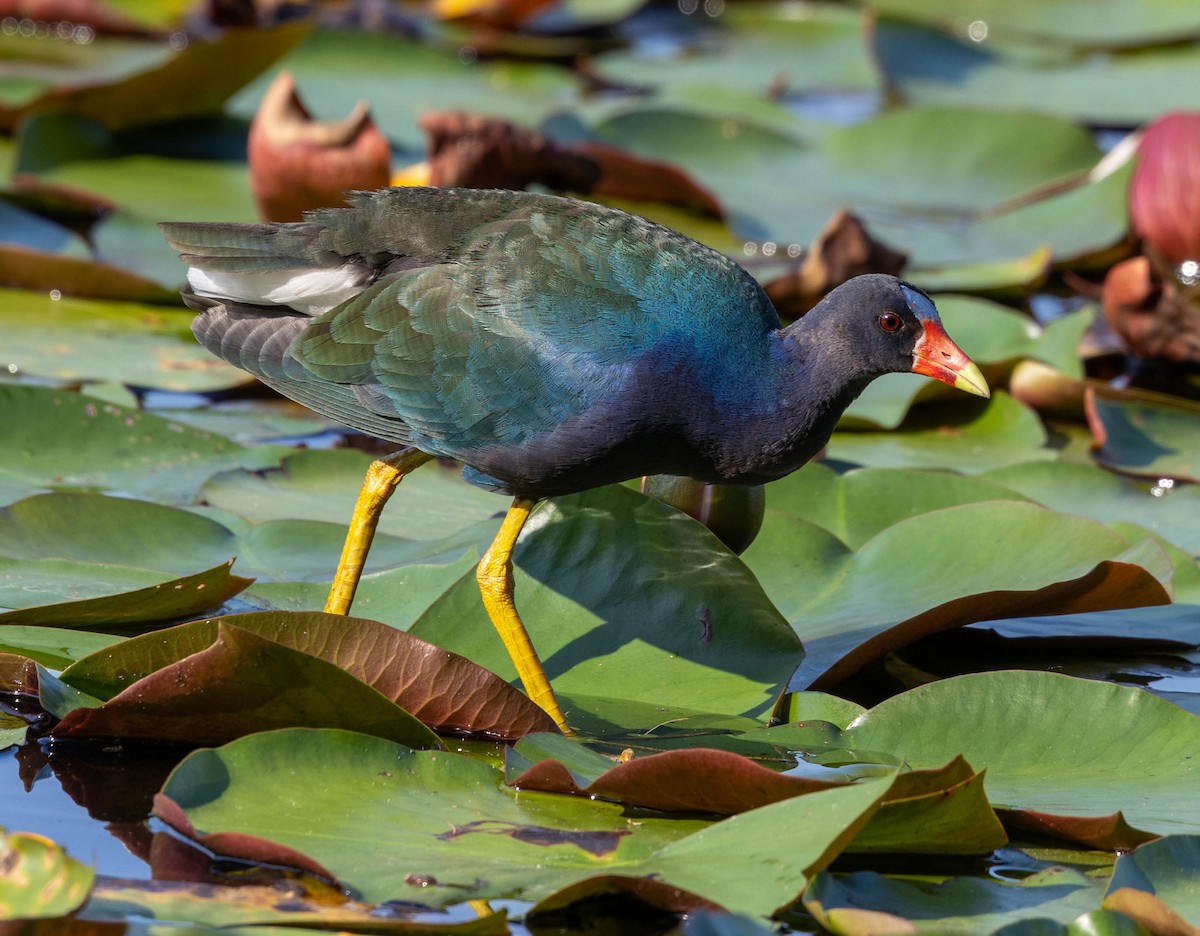 ML637462112 - Purple Gallinule - Macaulay Library