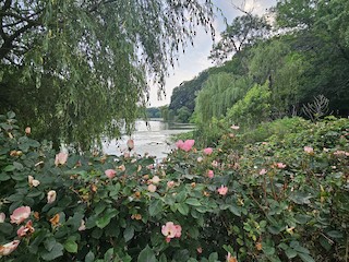 Alley Pond Park--Oakland Lake, Queens, New York, United States - eBird ...