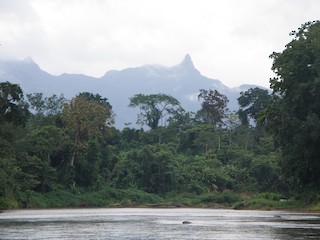 Reserva de Biosfera Río Plátano, Colón, Honduras - eBird Hotspot