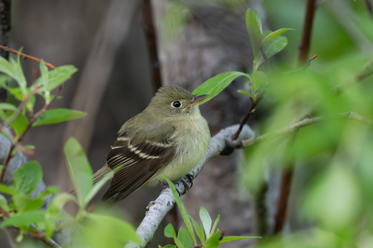 eBird Checklist - 12 Jun 2025 - Alaska Route 98, Skagway US-AK 59.52612, -135.23182 - 15 species