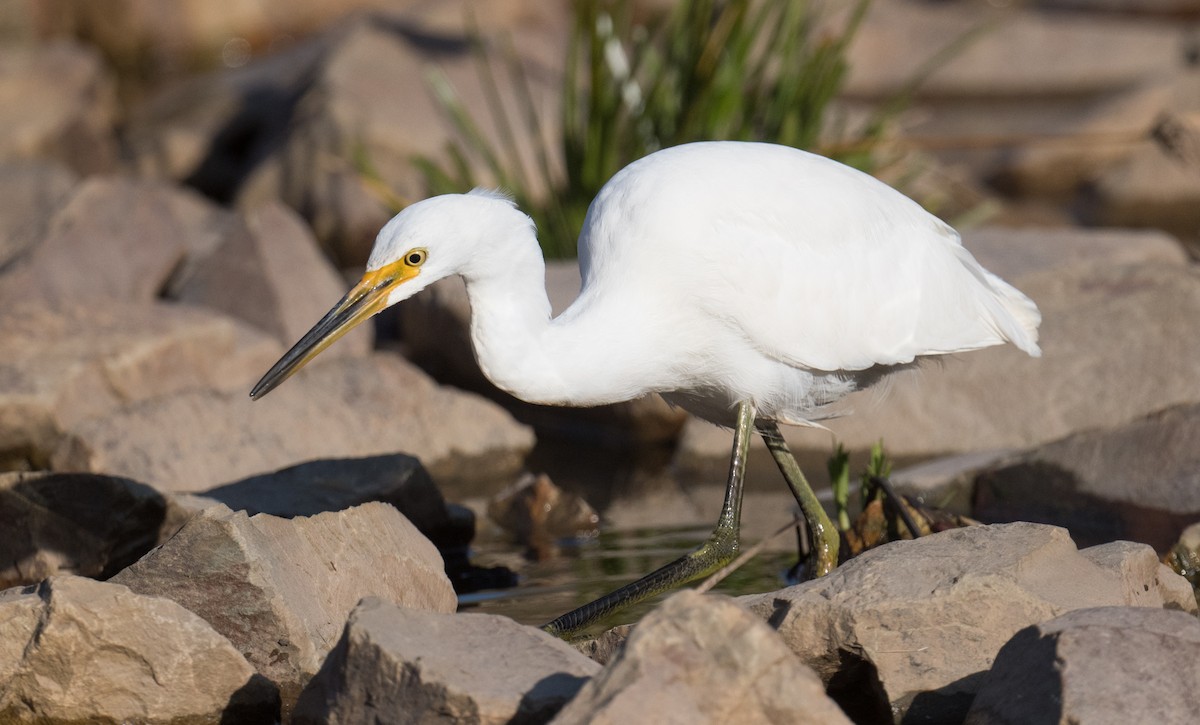 eBird Checklist - 13 Jun 2025 - Lewis Park - 23 species