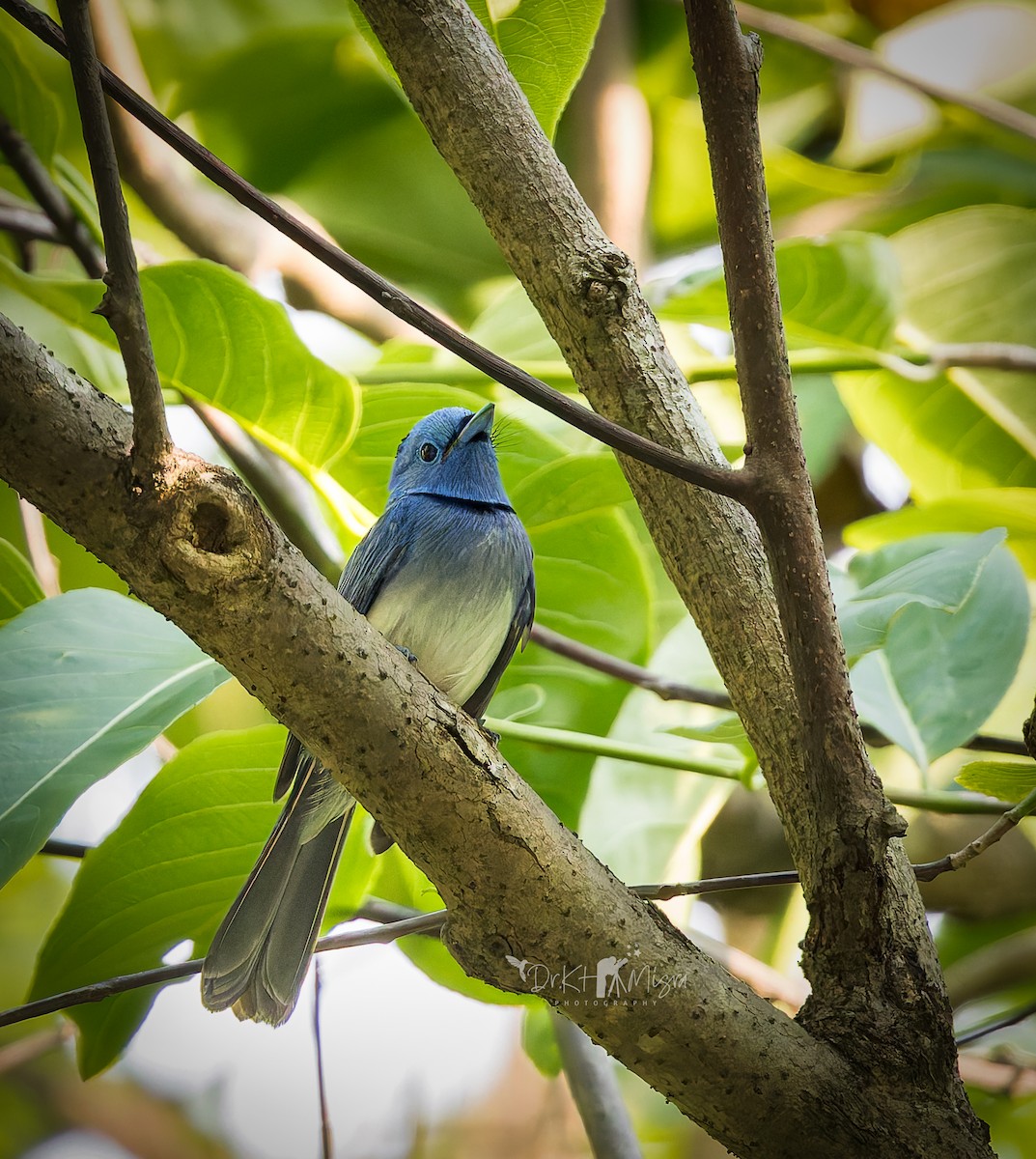 Black-naped Monarch - Hypothymis azurea - Medya Ara - Macaulay Library ...