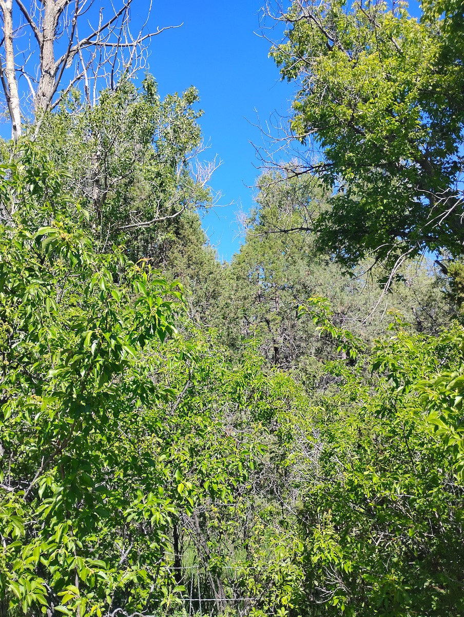 Monastery Lake - San Miguel, New Mexico, US - Birding Hotspots