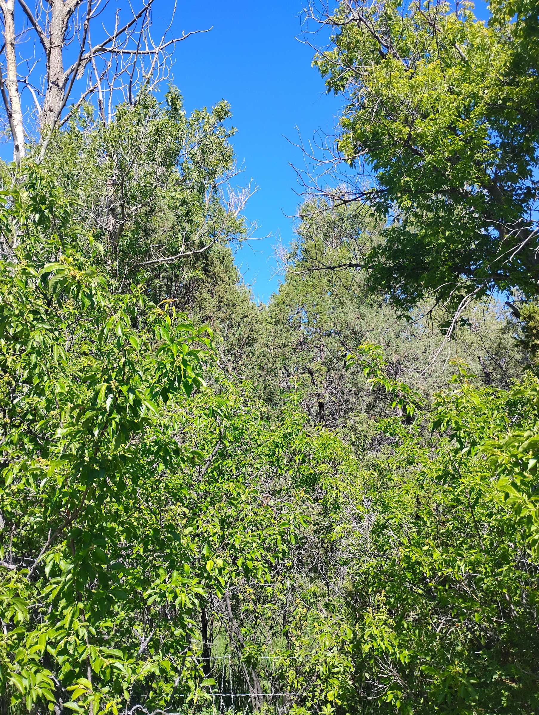 Monastery Lake - San Miguel, New Mexico, US - Birding Hotspots
