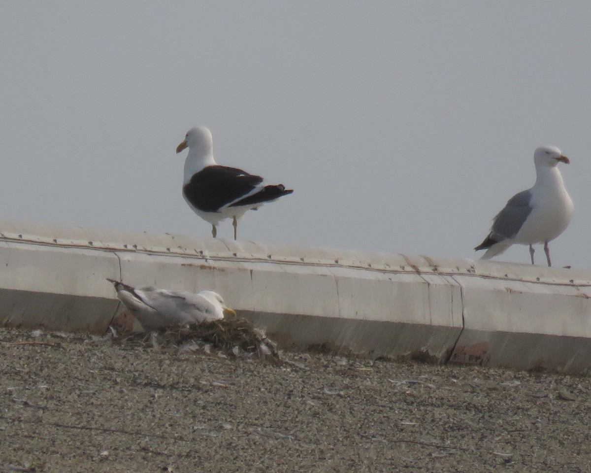 eBird Checklist - 2 Jun 2025 - stakeout Kelp Gull, Milwaukee (2025) - 11 species (+2 other taxa)