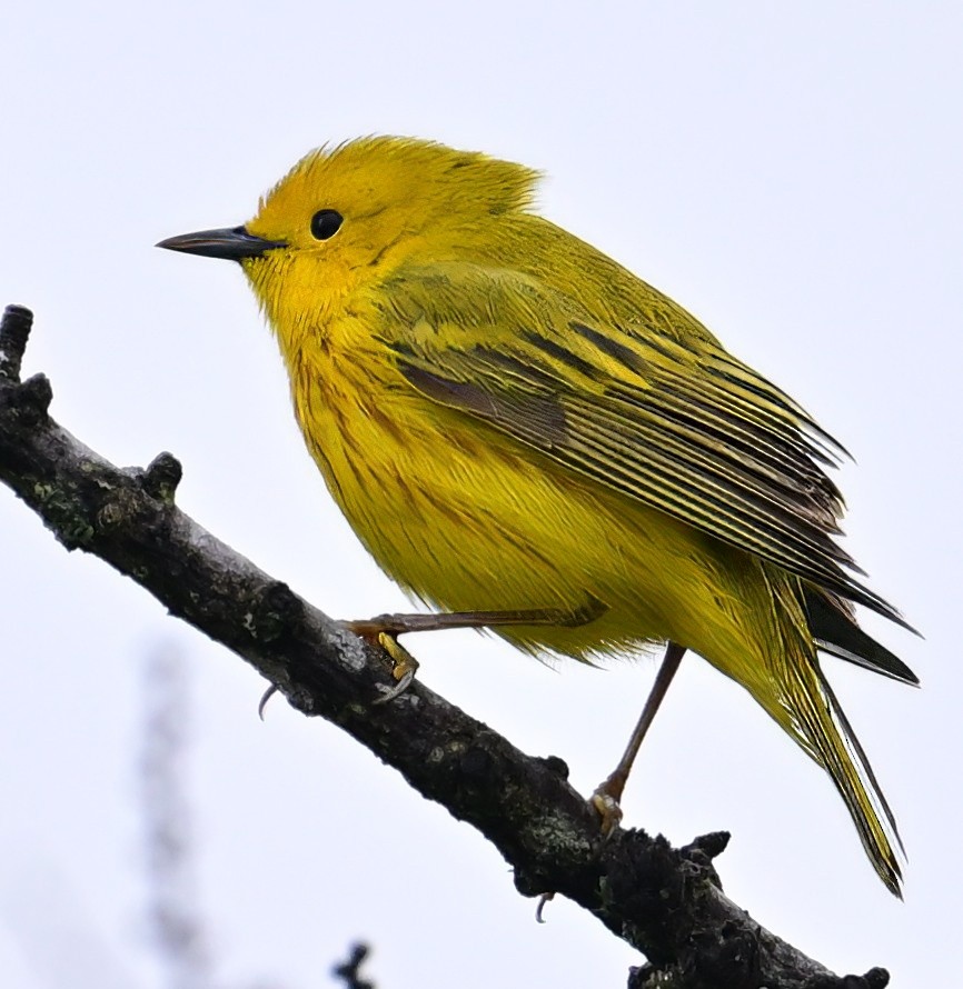 eBird Checklist - 13 Jun 2025 - GMNP--Western Brook Pond trail - 12 species