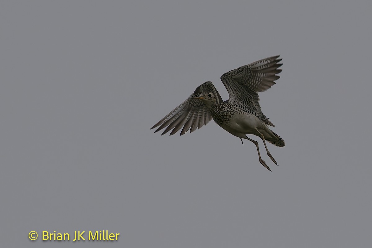 Pennsylvania Bird Atlas Checklist - 13 Jun 2025 - Route 285 Parking Lot ...