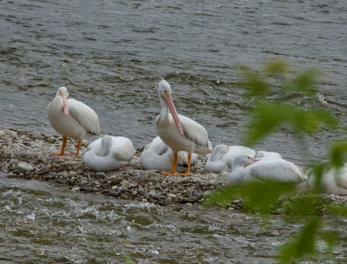 ML637524465 - American White Pelican - Macaulay Library