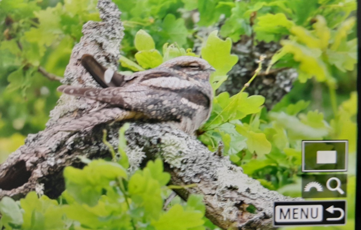 eBird Checklist - 5 May 2025 - New Forest NP--Pig Bush Inclosure - 1 ...