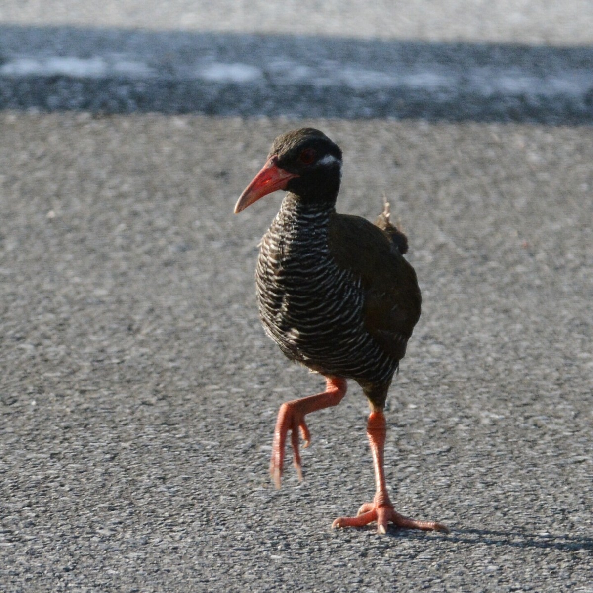 eBird Checklist - 18 Jun 2016 - 国頭郡--やんばる国立公園 (Kunigami--Yanbaru ...