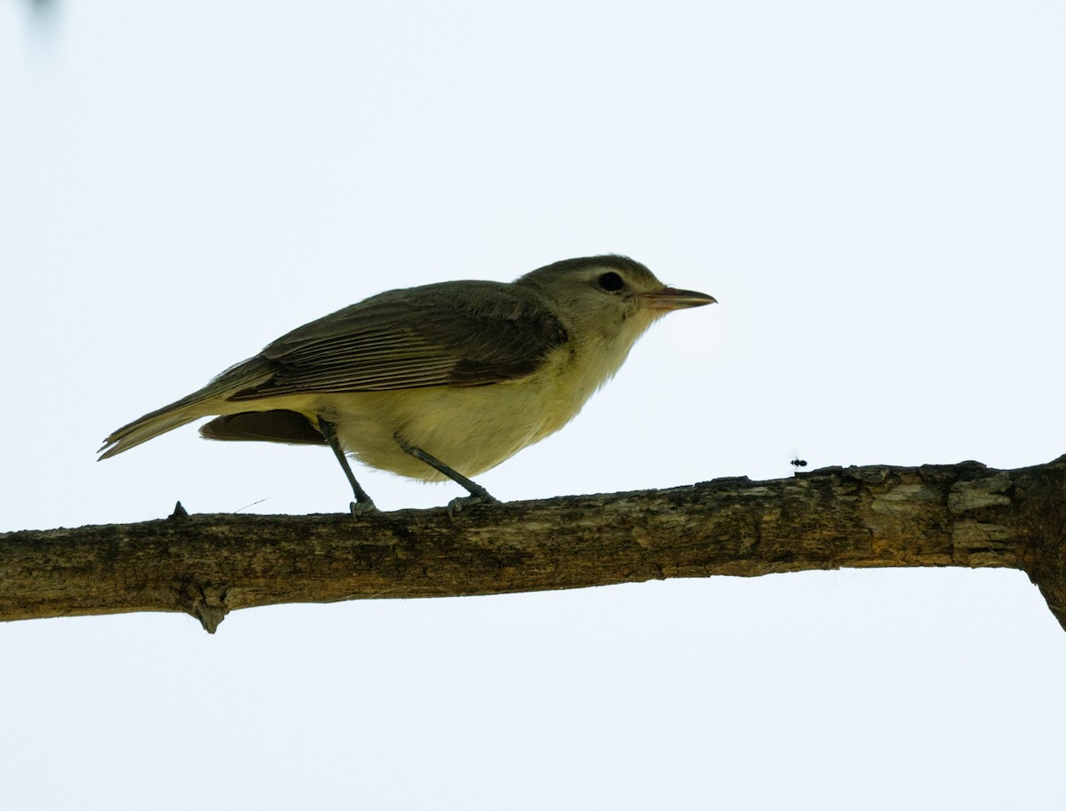eBird Checklist - 13 Jun 2025 - Area 5E to Tamarack Pond, Crook US-CO ...