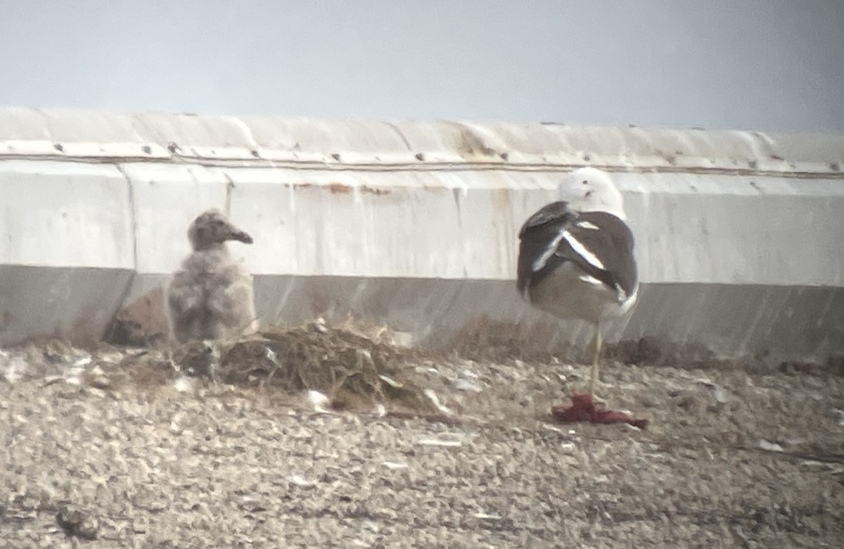 eBird Checklist - 14 Jun 2025 - stakeout Kelp Gull, Milwaukee (2025) - 2 species