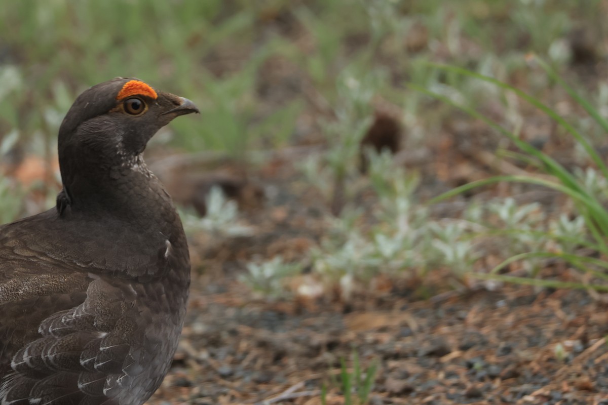 eBird Checklist - 13 Jun 2025 - Olympic NP--Meadow Loop Trail ...