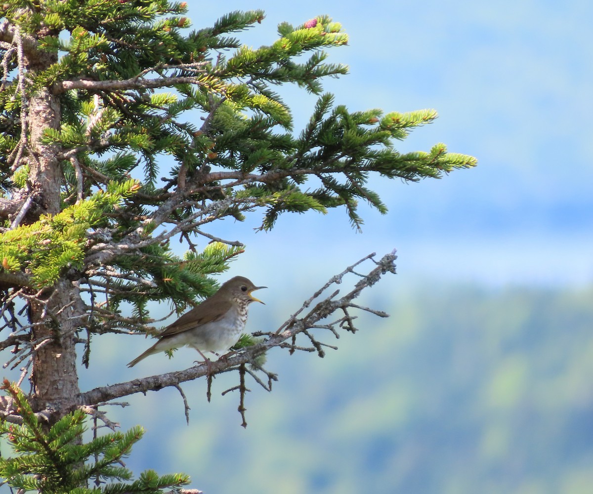 eBird Checklist - 14 Jun 2025 - Mount Magalloway - 21 species
