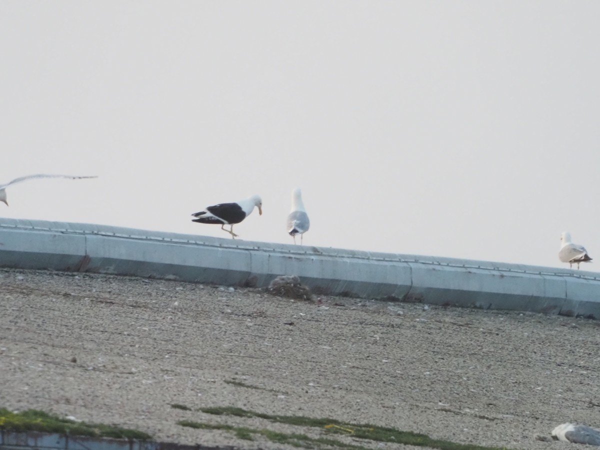eBird Checklist - 14 Jun 2025 - stakeout Kelp Gull, Milwaukee (2025) - 6 species