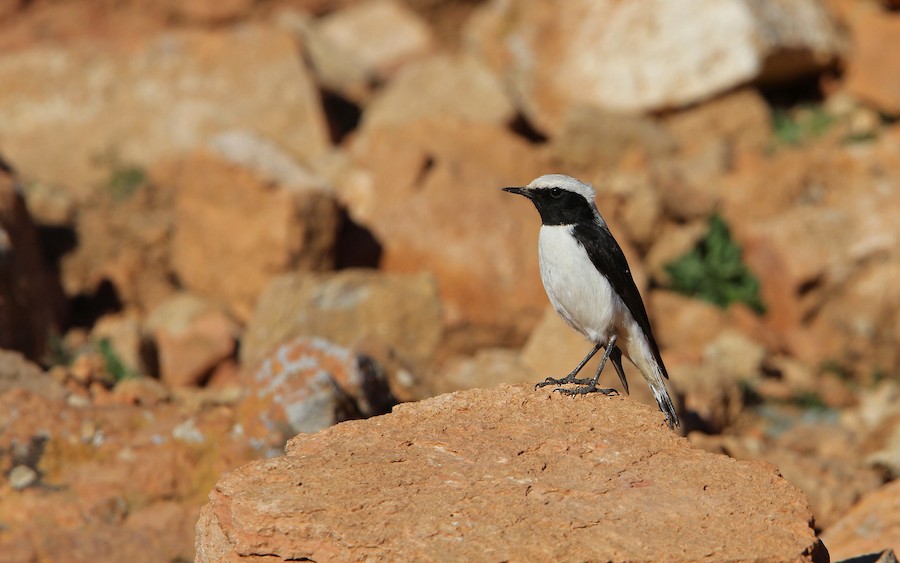 Mourning Wheatear (Maghreb) - eBird