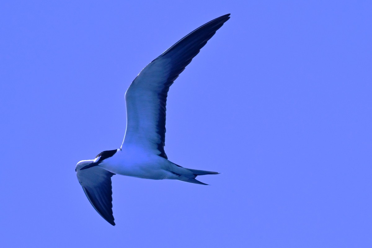 eBird Checklist - 13 Jun 2025 - Tuna Fishing/Dan Scolaro Pelagic - 7 ...