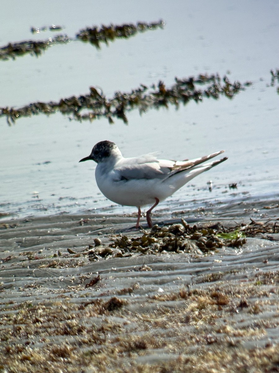 eBird Checklist - 15 Jun 2025 - Seapoint Beach - 31 species