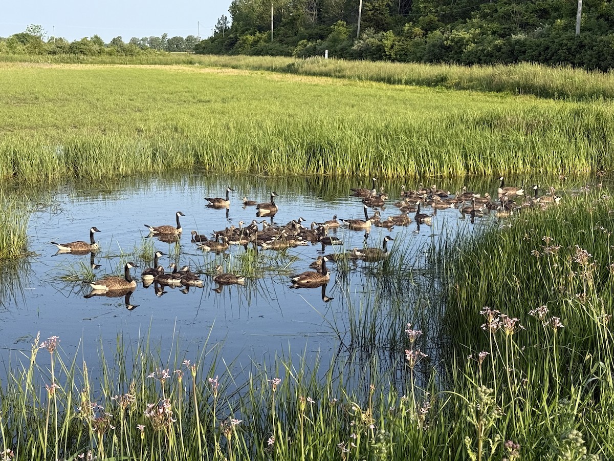 eBird Checklist - 15 Jun 2025 - Hillman Marsh CA (general location ...