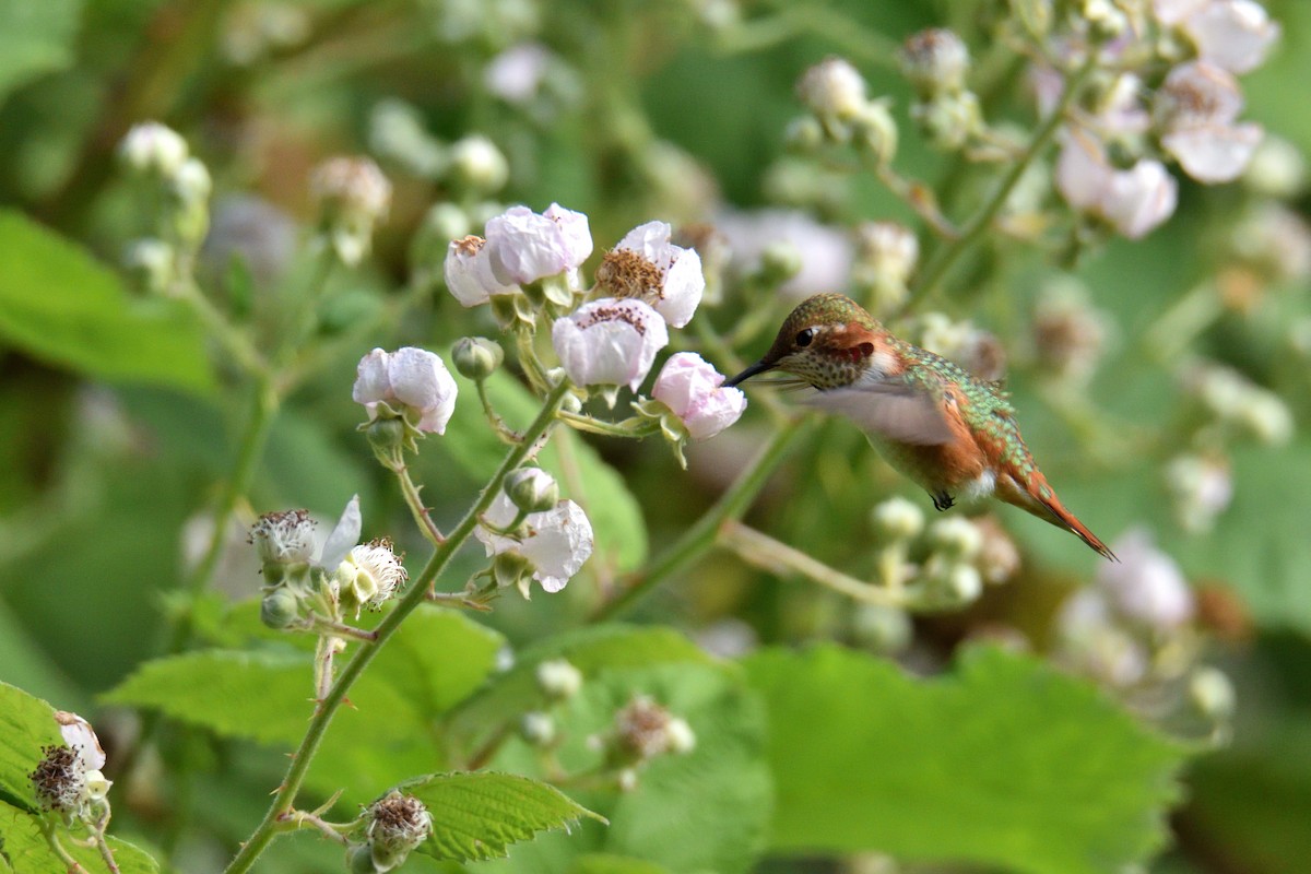 eBird Checklist - 15 Jun 2025 - Billy Frank Jr. Nisqually NWR - 56 species