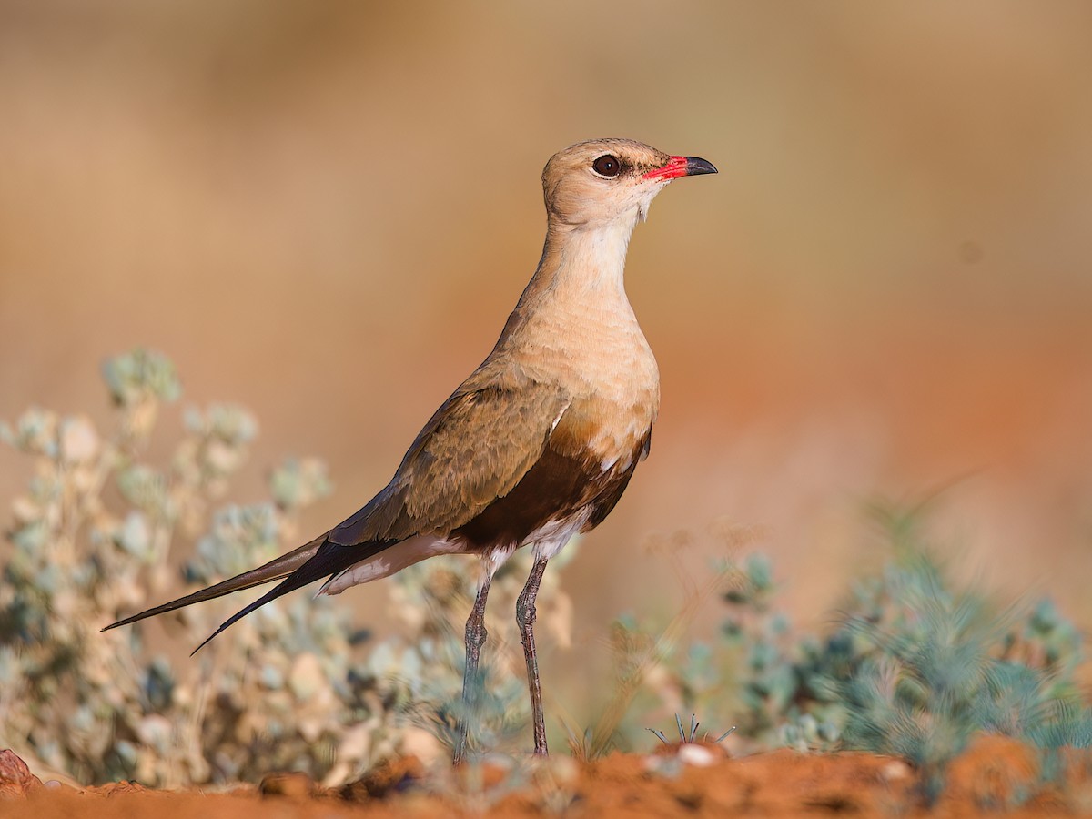 Australian Pratincole - Glareola isabella - Birds of the World