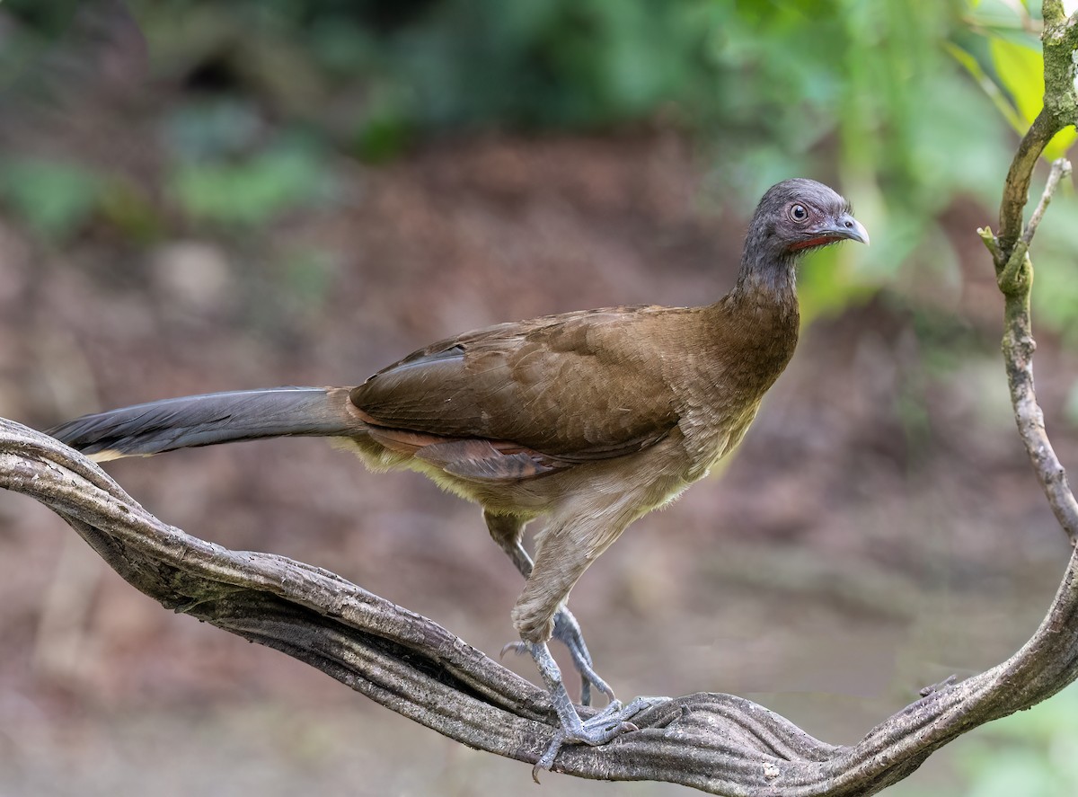 eBird Checklist - 23 Apr 2025 - Dave & Dave's Costa Rica Nature Park ...