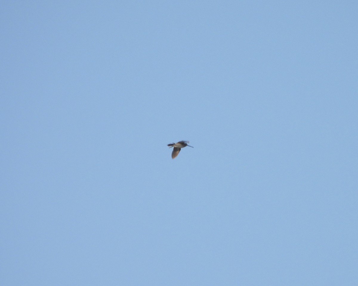 eBird Checklist - 15 Jun 2025 - Utqiaġvik--South Salt Lagoons (south ...