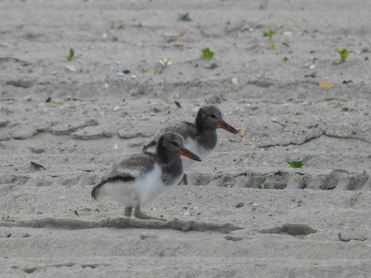eBird Checklist - 15 Jun 2025 - Nickerson Beach - 35 species