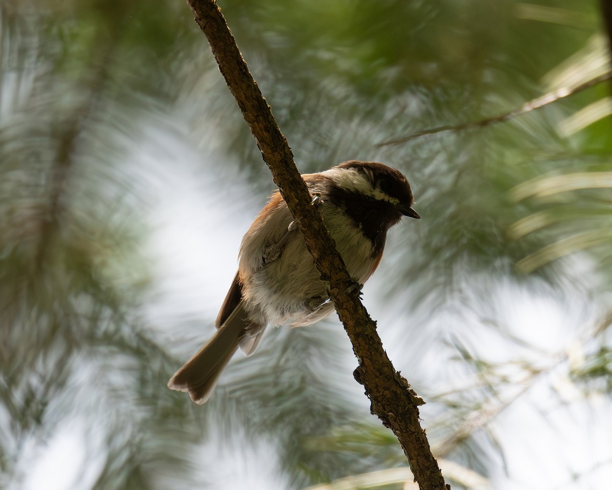eBird Checklist - 14 Jun 2025 - Bridal Veil Picnic Area - 16 species