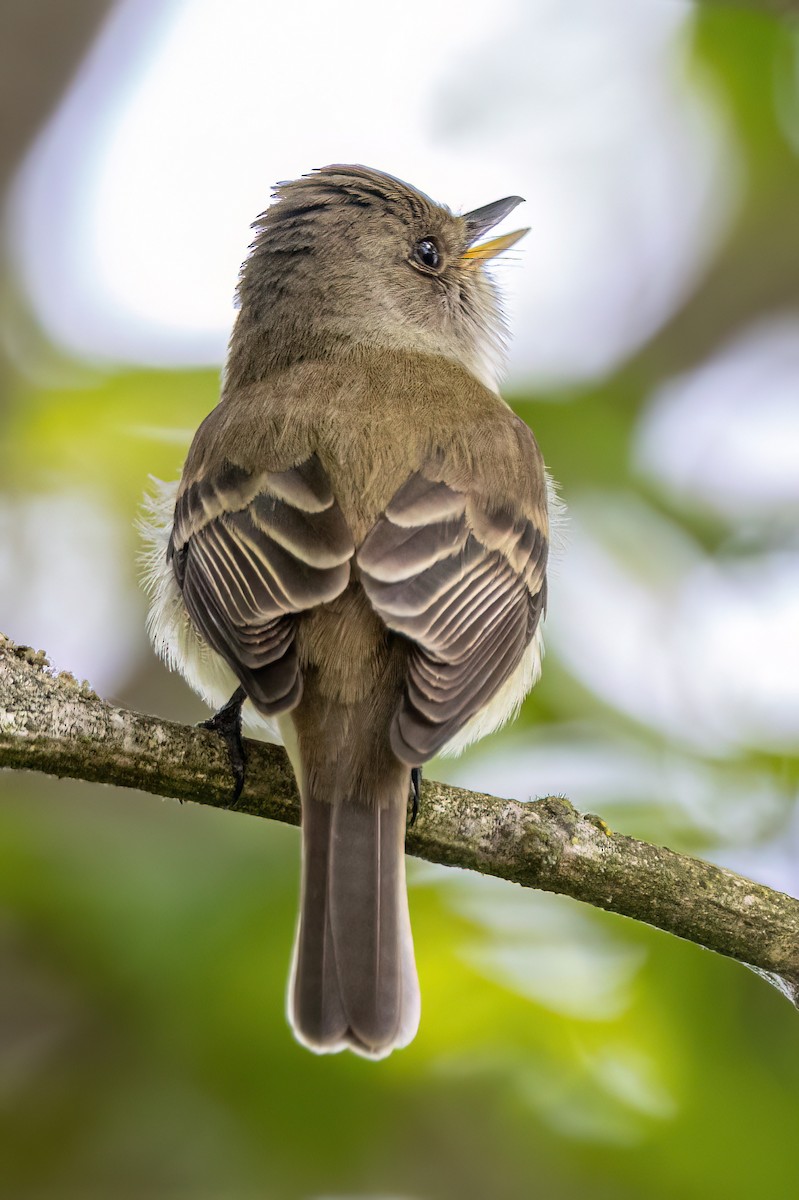 eBird Checklist - 15 Jun 2025 - 1424–1632 Mad River Rd, Arcata US-CA 40 ...