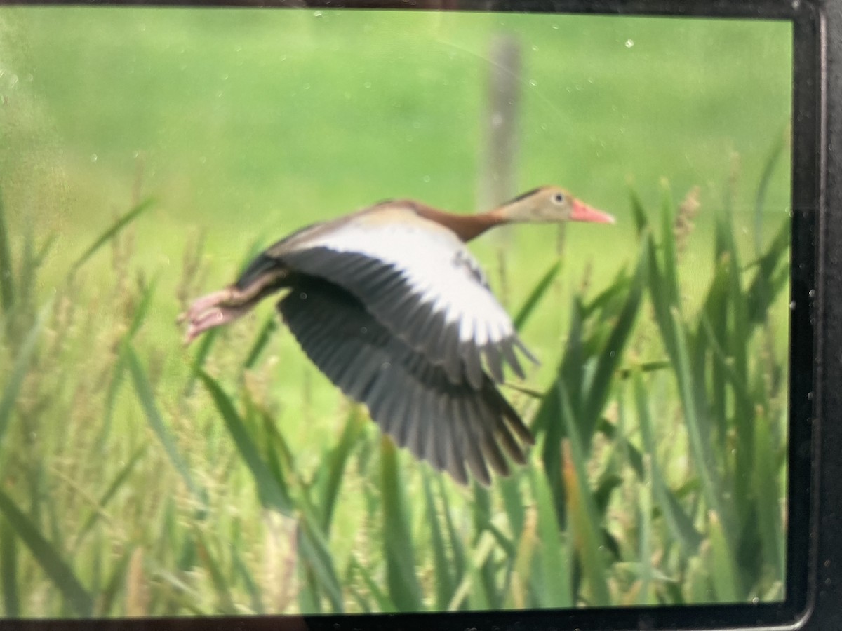 eBird Checklist - 15 Jun 2025 - 44691, Wooster US-OH 40.77396, -81. ...